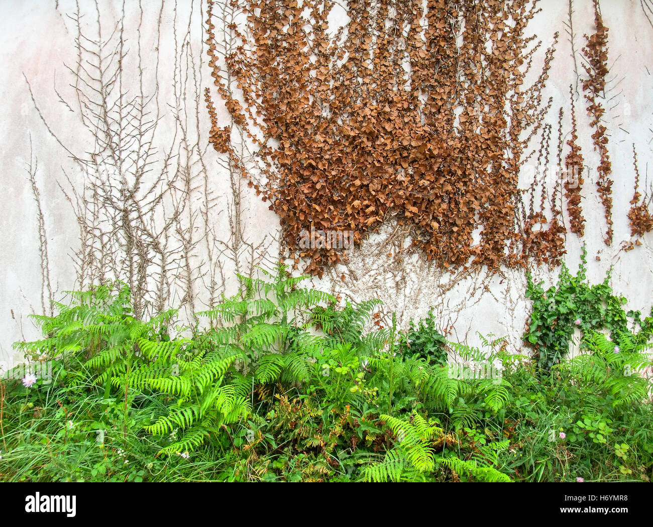 Overgrown Wall High Resolution Stock Photography and Images - Alamy