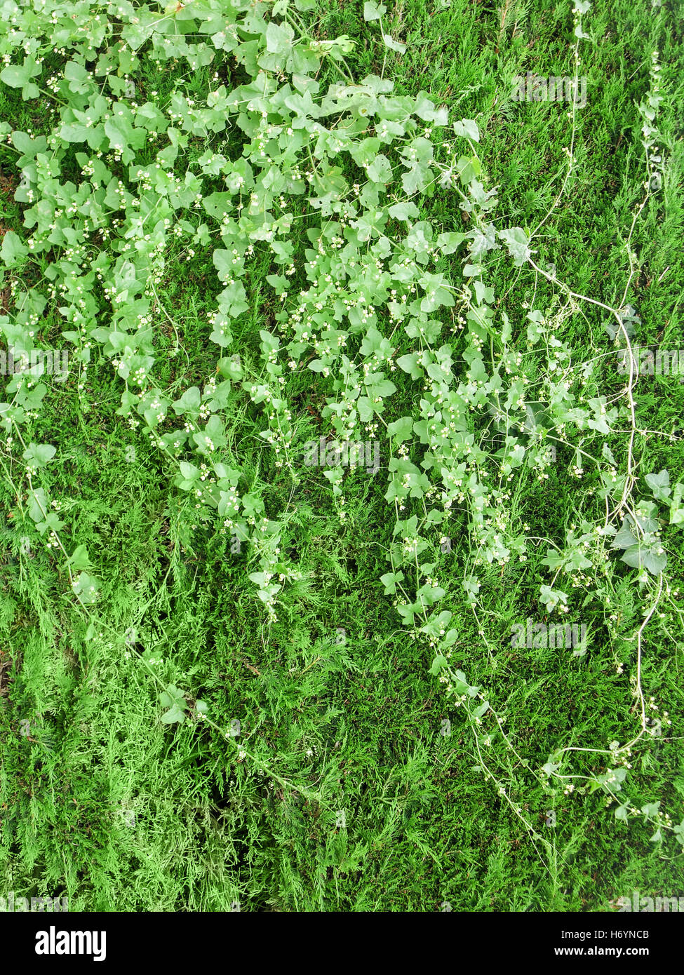 Foliage green background hi-res stock photography and images - Alamy