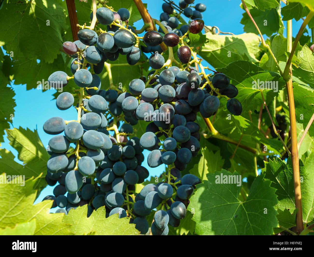 Ripe bunch of blue grapes Stock Photo - Alamy