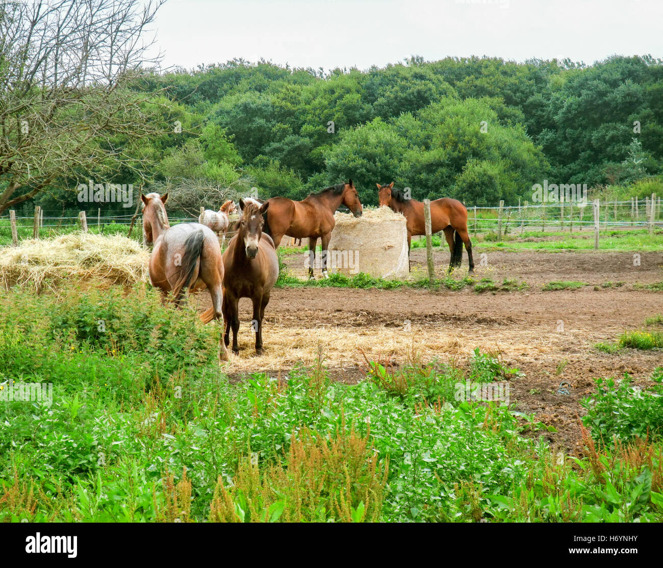 paddock with some horses in Brittany, france Stock Photo - Alamy