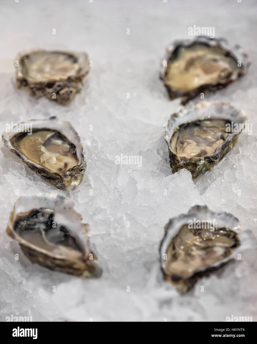 Mollusk oyster hi-res stock photography and images - Alamy