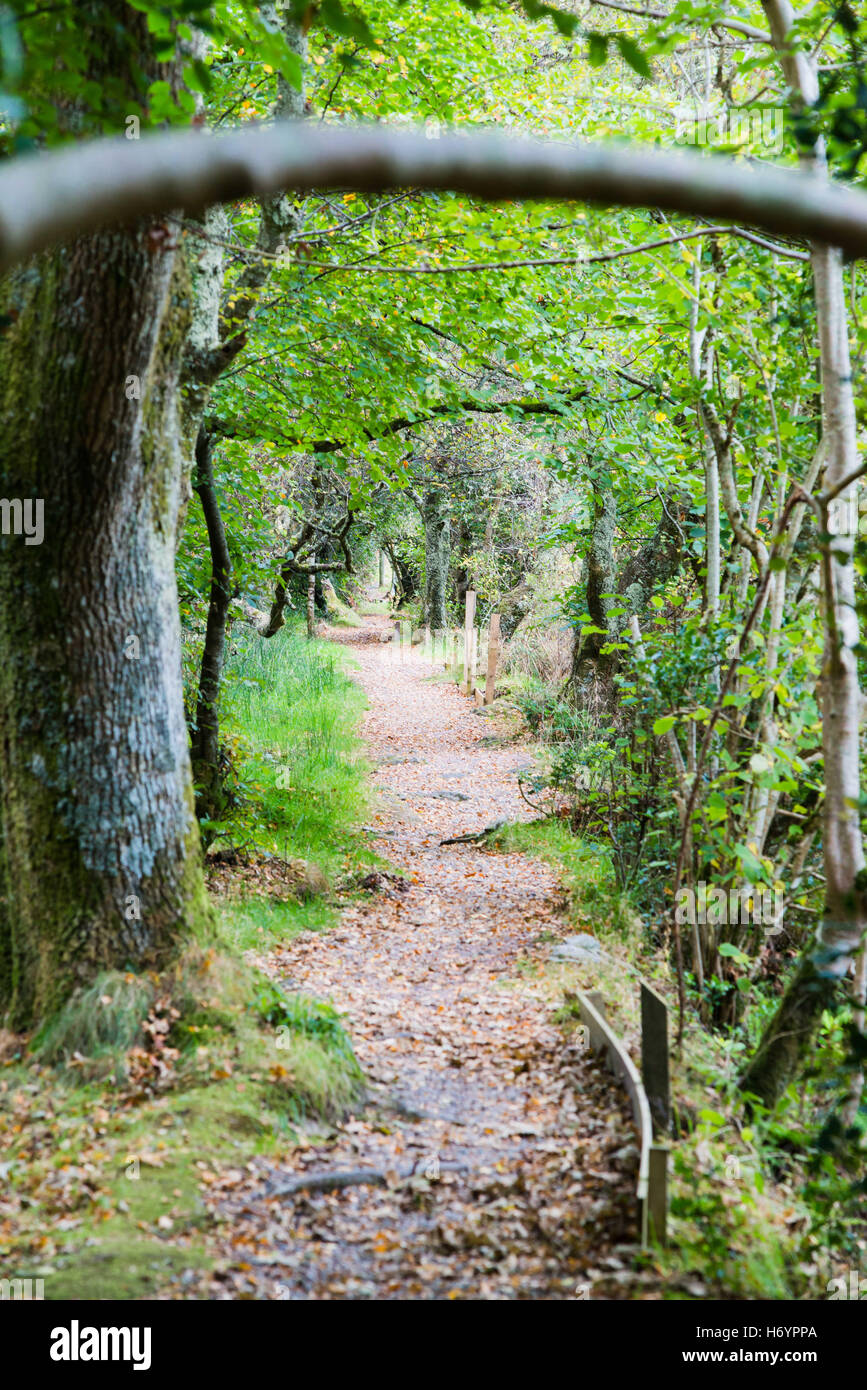 Forest path leading the eye Stock Photo - Alamy