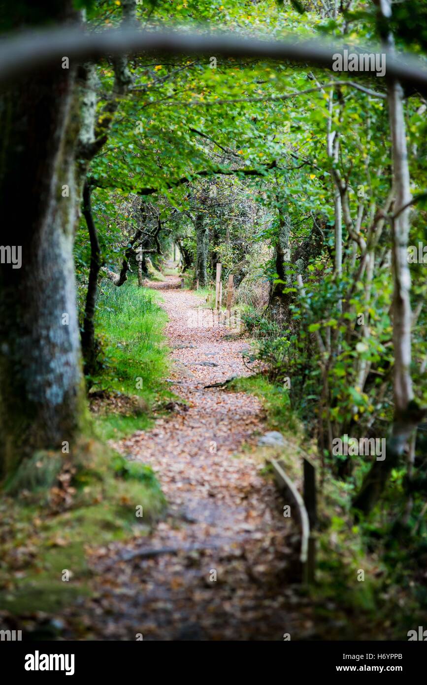 Forest path leading the eye shallow focus point Stock Photo - Alamy
