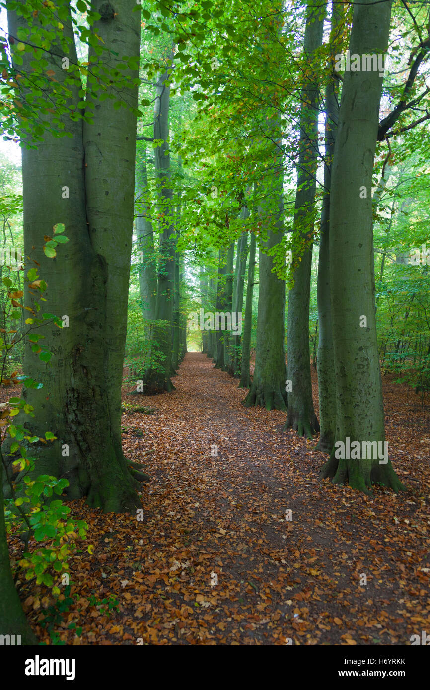 Avenue of common beech trees (Fagus sylvatica) in a wood, Kent, UK ...