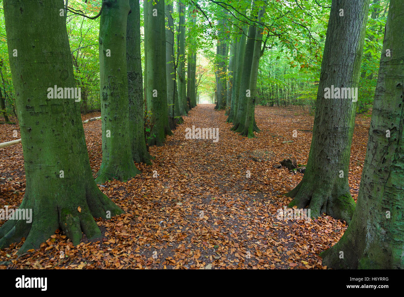 Avenue of common beech trees (Fagus sylvatica) in a wood, Kent, UK ...