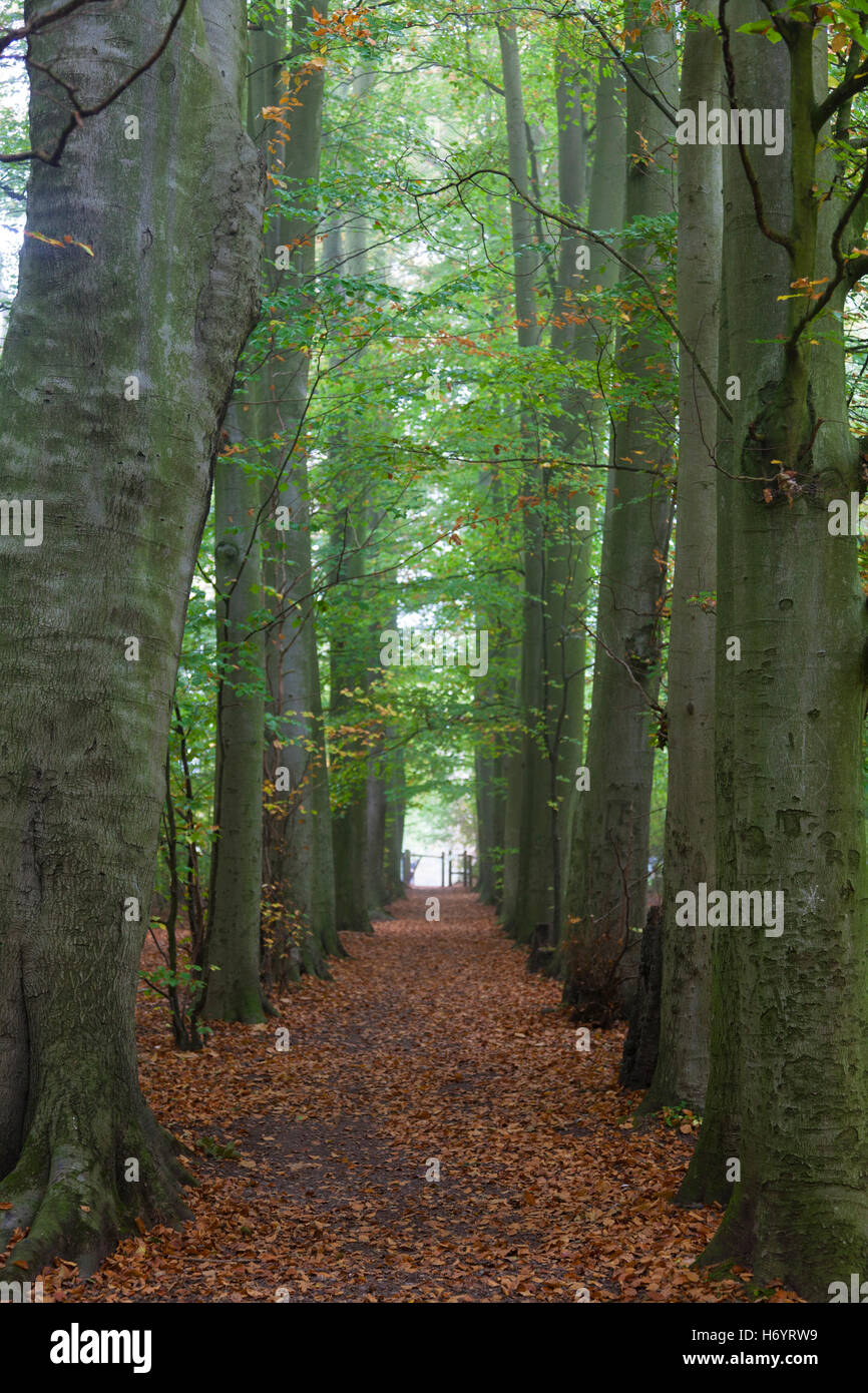 Avenue of common beech trees (Fagus sylvatica) in a wood, Kent, UK ...