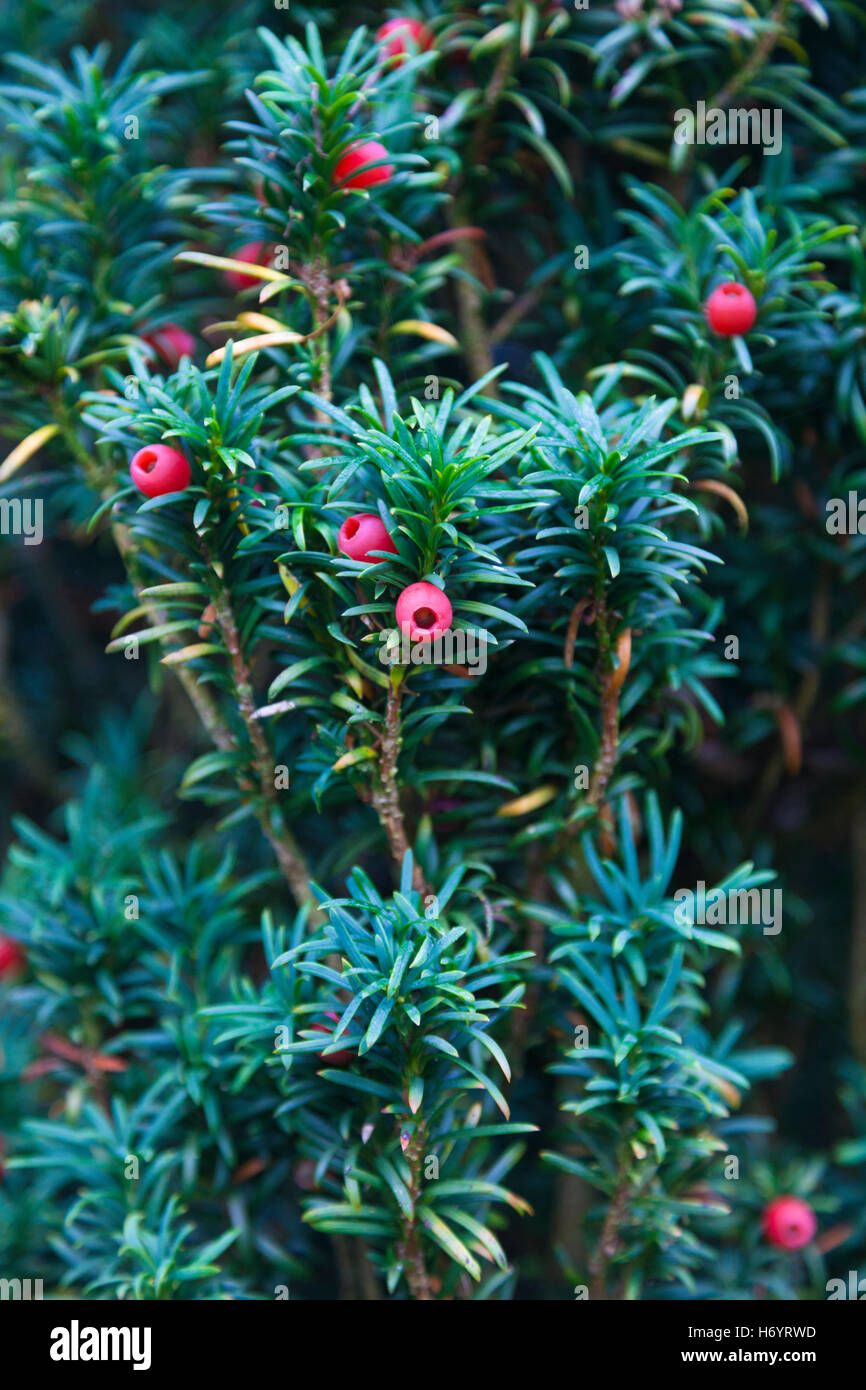 Yew tree berries uk hi-res stock photography and images - Alamy