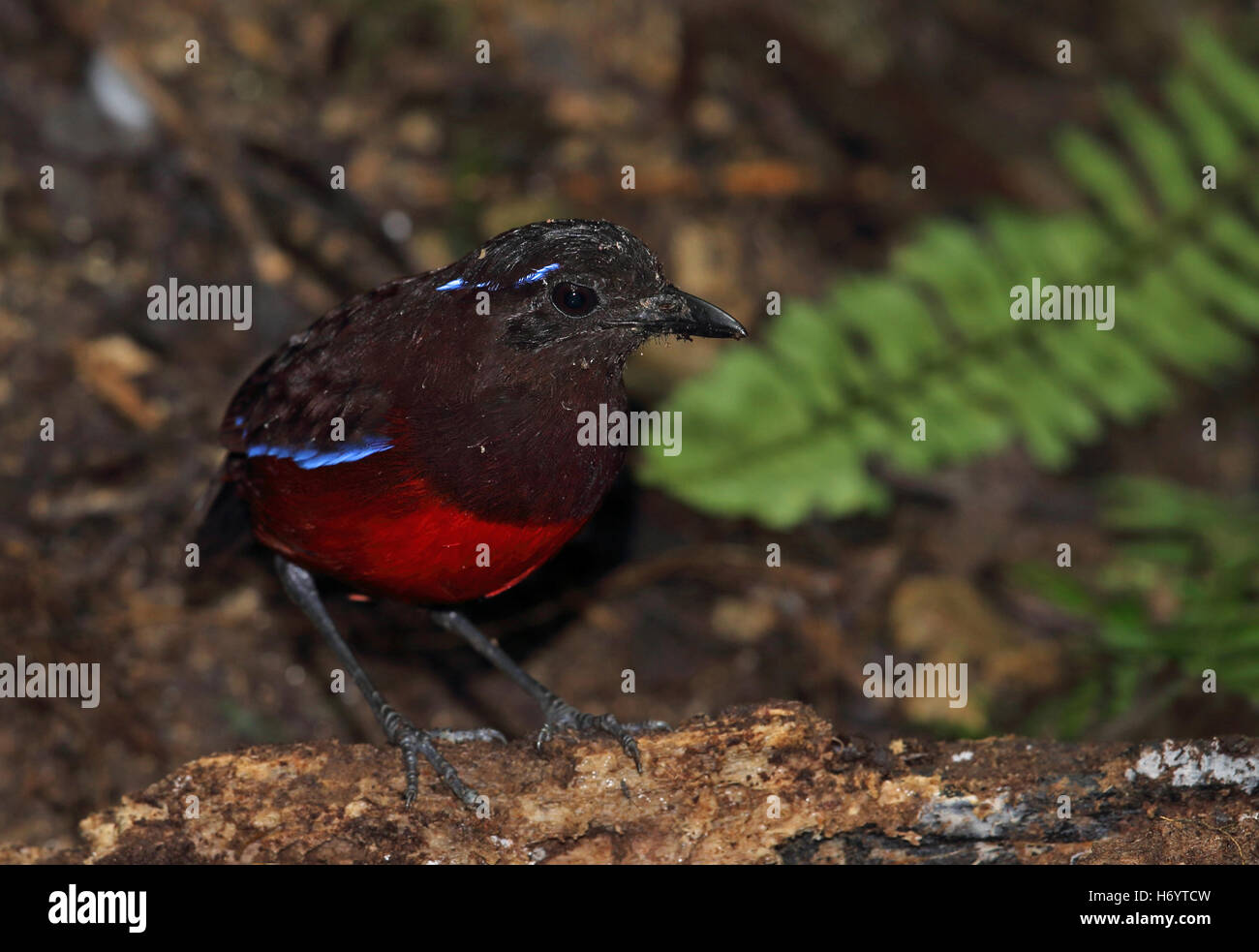 Graceful Pitta (Pitta venusta) adult standing on fallen log Kerinci ...
