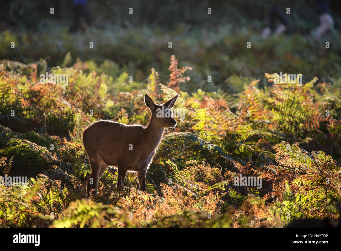 Young hind doe red deer calf in Autumn Fall forest landscape image ...