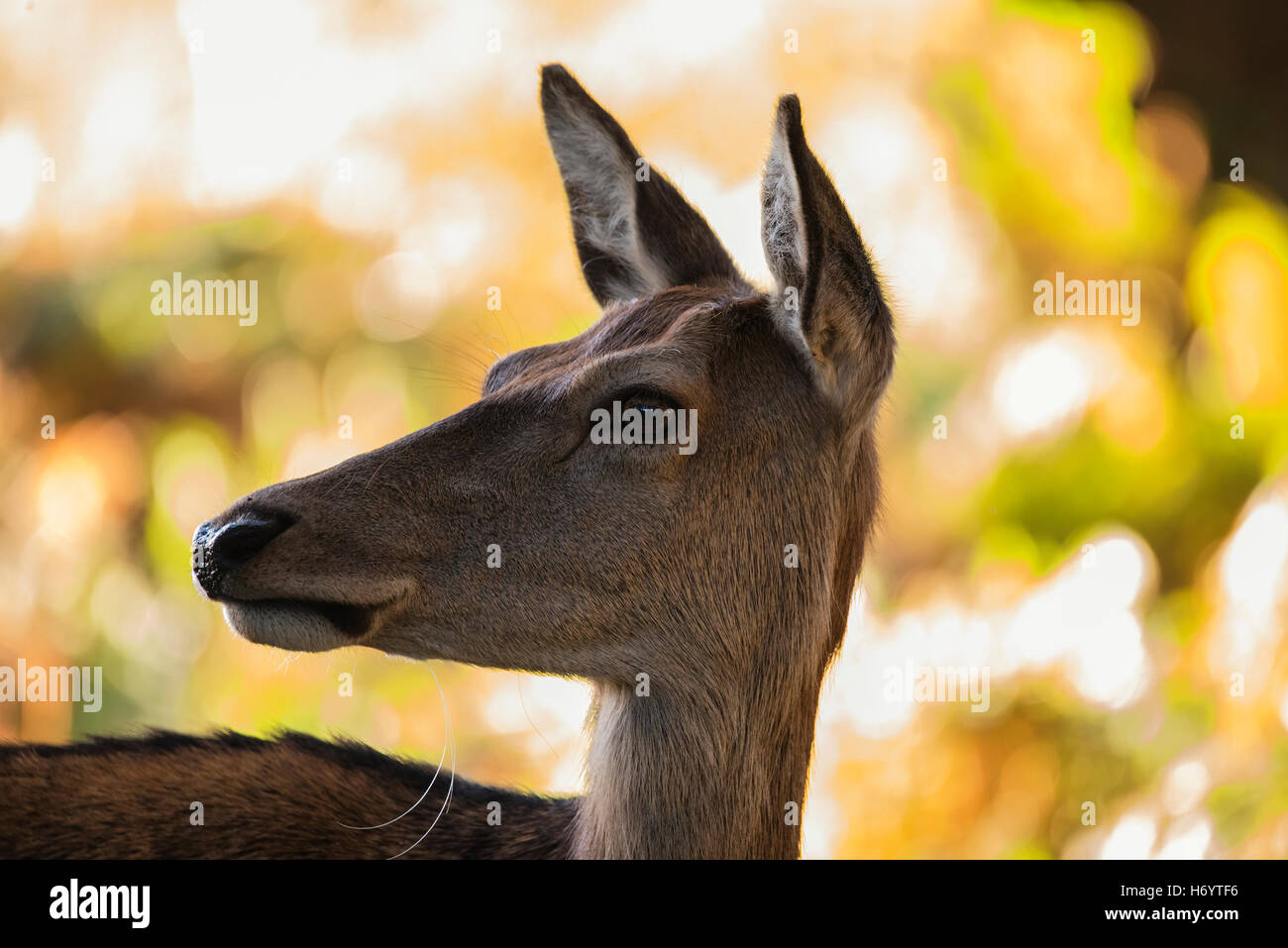 Beautiful hind doe red deer cervus elaphus in dappled sunlight forest ...