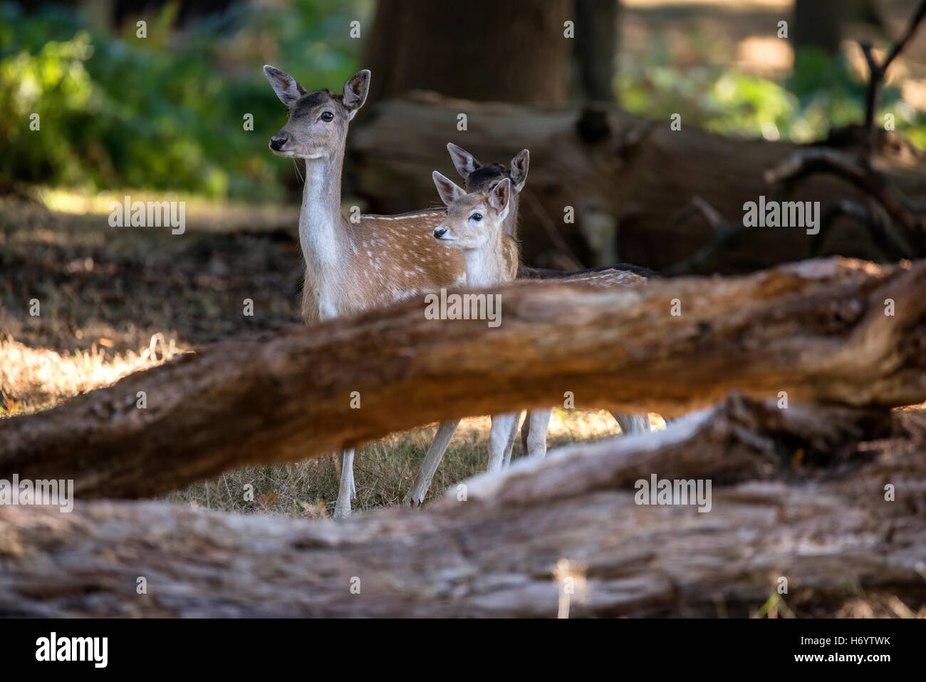 Fallow deer hind doe with two young calves in forest landscape setting ...