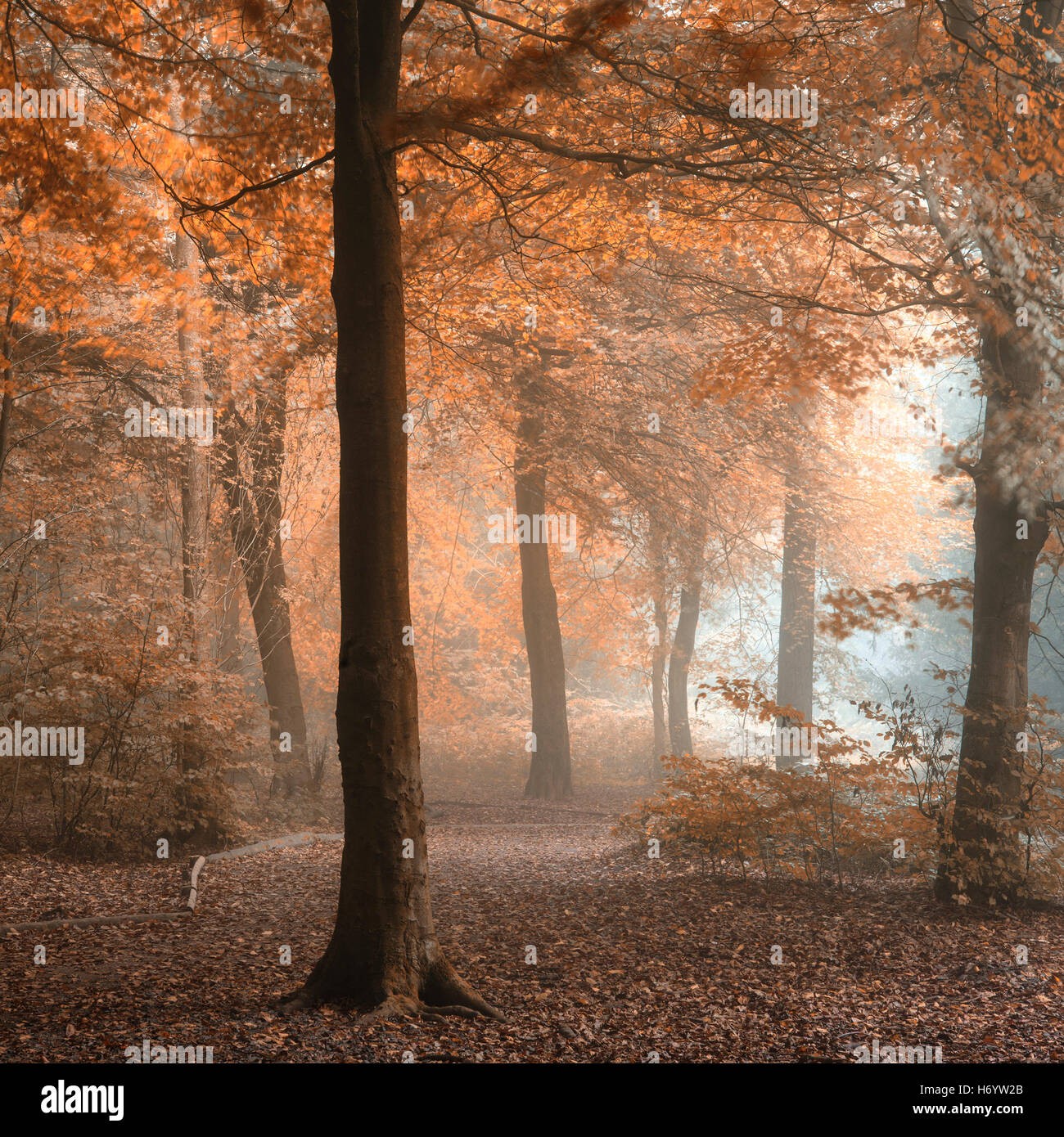 Stunning vibrant evocative Autumn Fall foggy forest landscape Stock ...