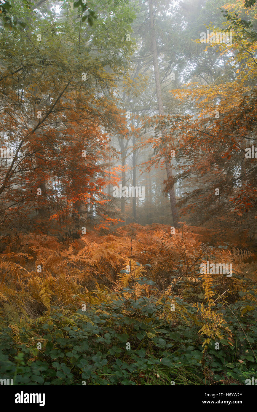 Seasons changing from Summer into Autumn Fall concept shown in one ...