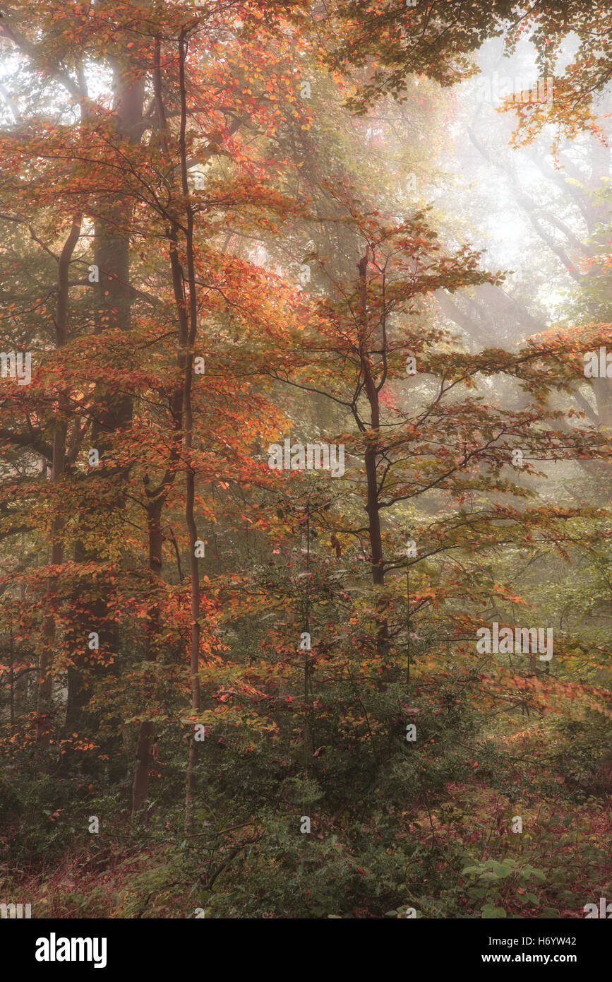 Stunning vibrant evocative Autumn Fall foggy forest landscape Stock ...