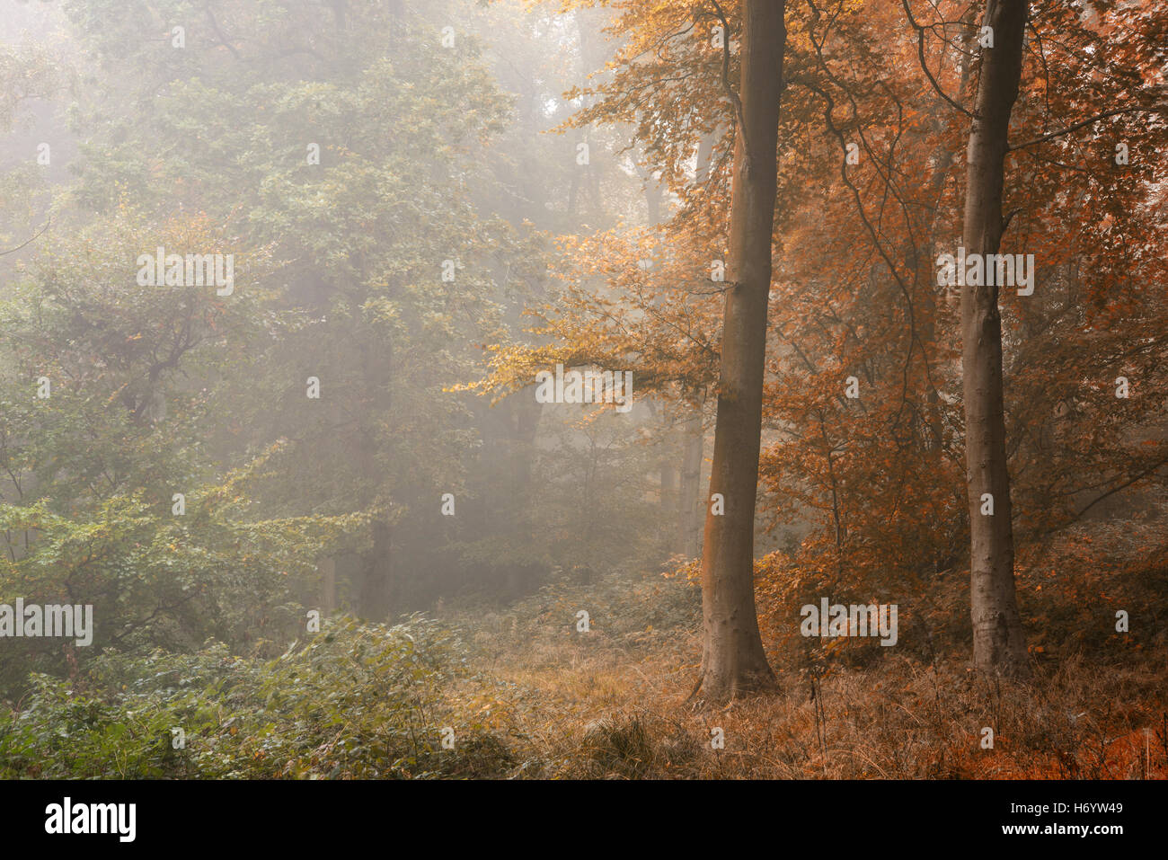 Seasons changing from Summer into Autumn Fall concept shown in one ...