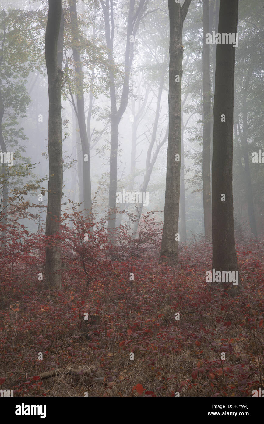 Stunning vibrant evocative Autumn Fall foggy forest landscape Stock ...