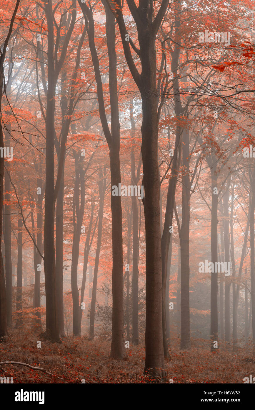 Stunning vibrant evocative Autumn Fall foggy forest landscape Stock ...