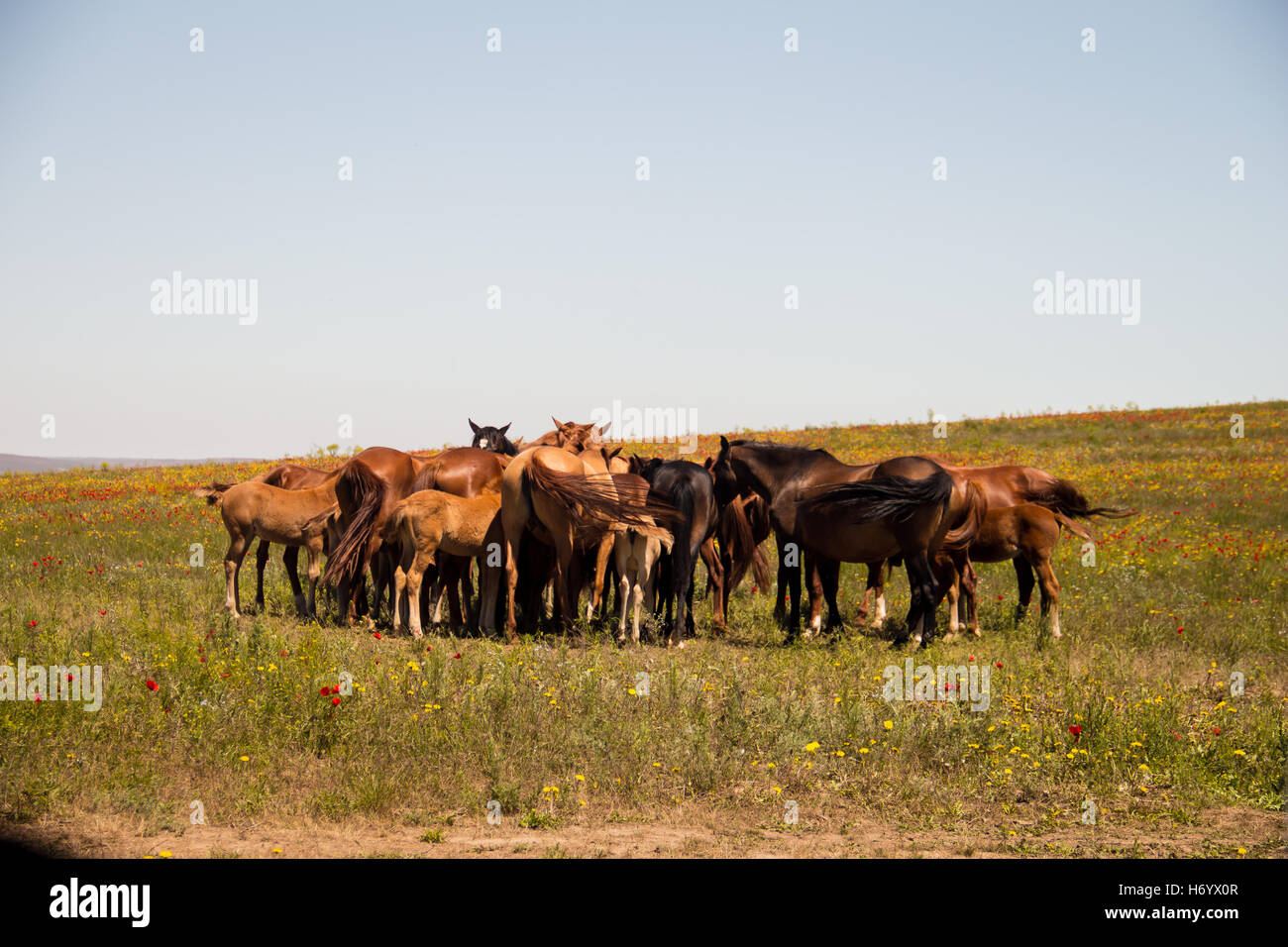 Steppe horse hi-res stock photography and images - Alamy