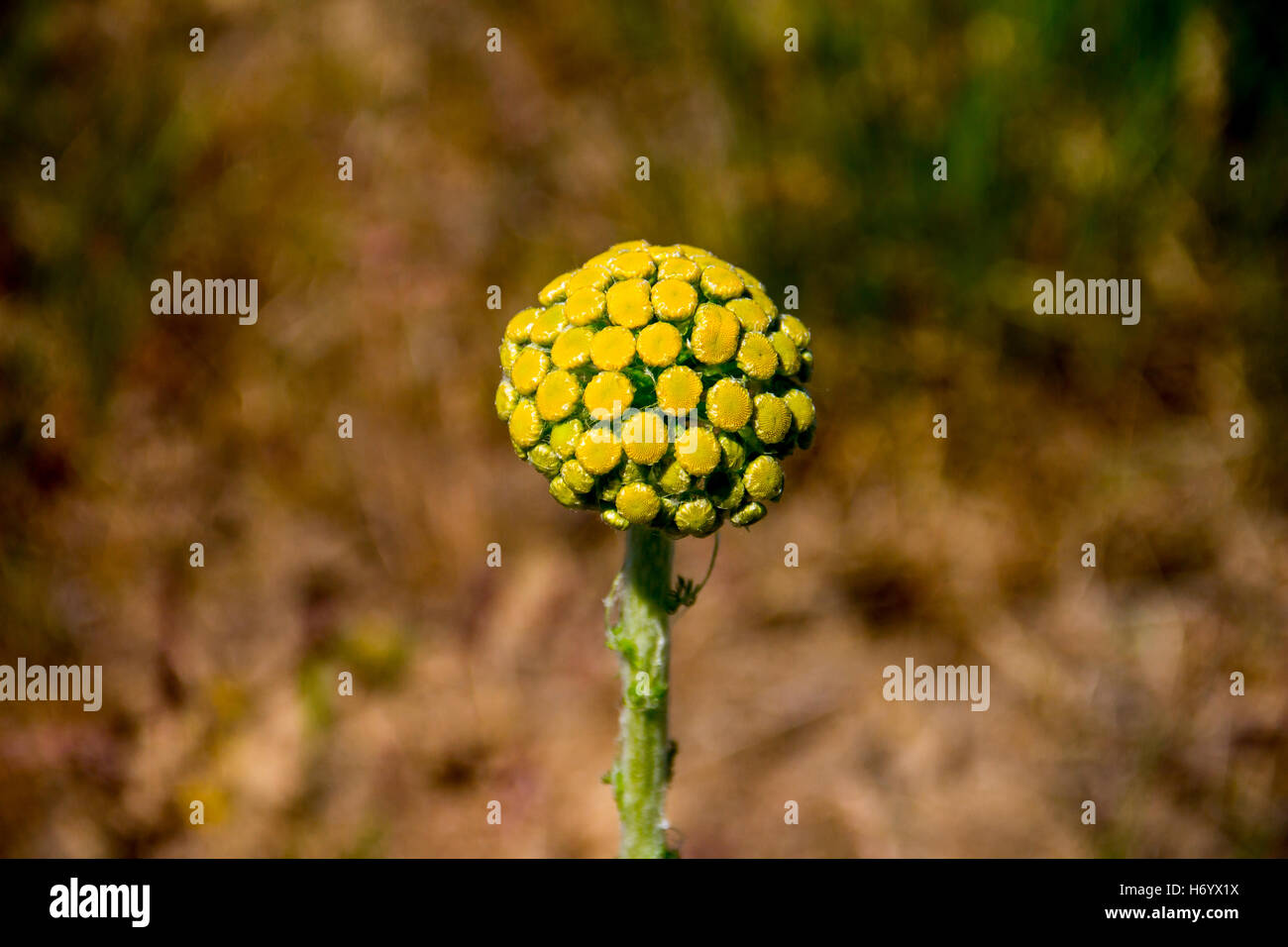 Unknown spherical yellow flower in the steppes of Kazakhstan on a grass ...