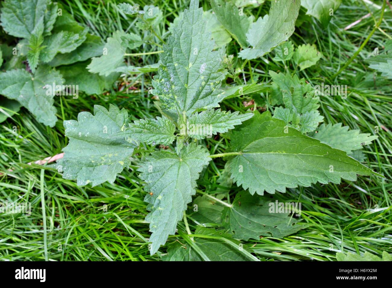 Nettle plant in the garden wild shown in the wild environment Stock ...