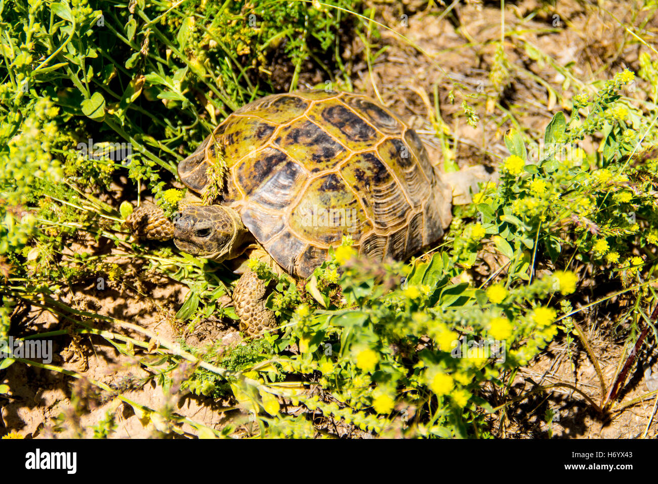 Turtle in the grass with yellow flowers in the steppes of Kazakhstan ...