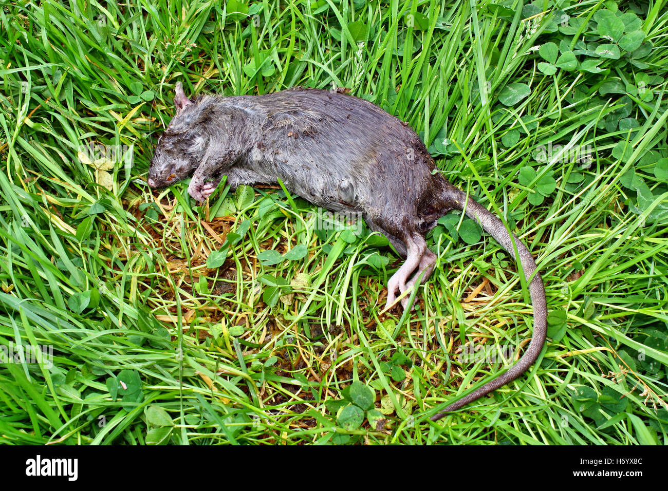 Poisoned rodent poison lying dead big rat Stock Photo - Alamy