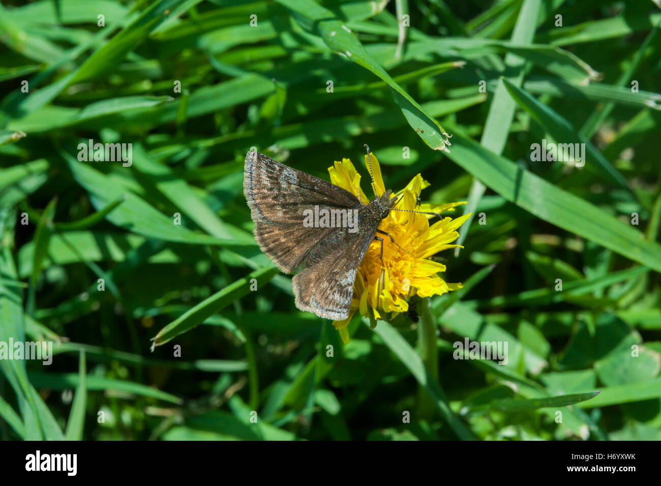 Dreamy Duskywing Erynnis icelus North Carolina, United States 14 May ...