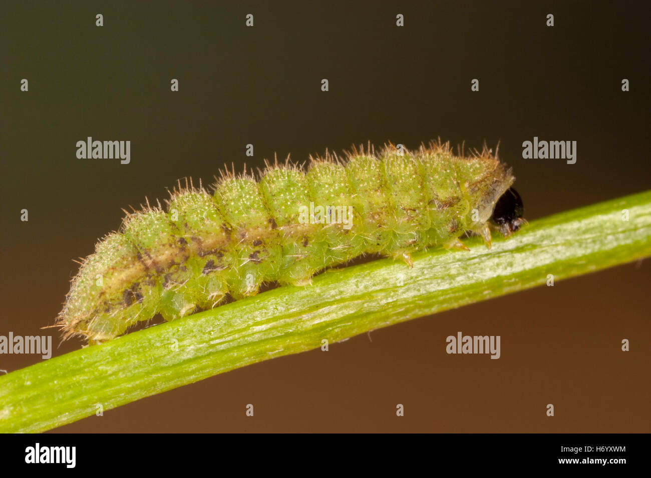 Blue caterpillar hi-res stock photography and images - Alamy