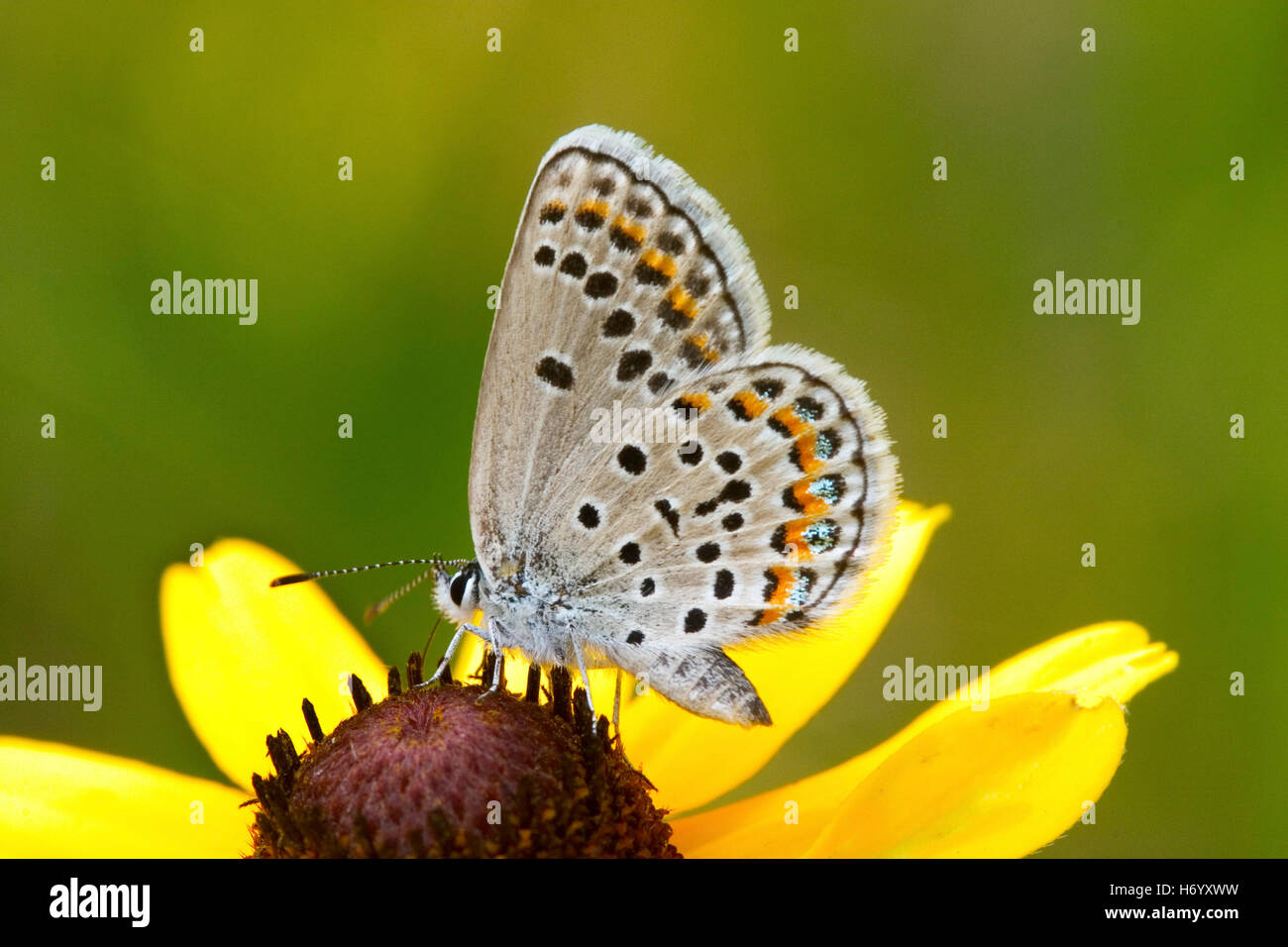 Karner Blue Lycaeides samuelsi Black River Falls, Jackson County ...