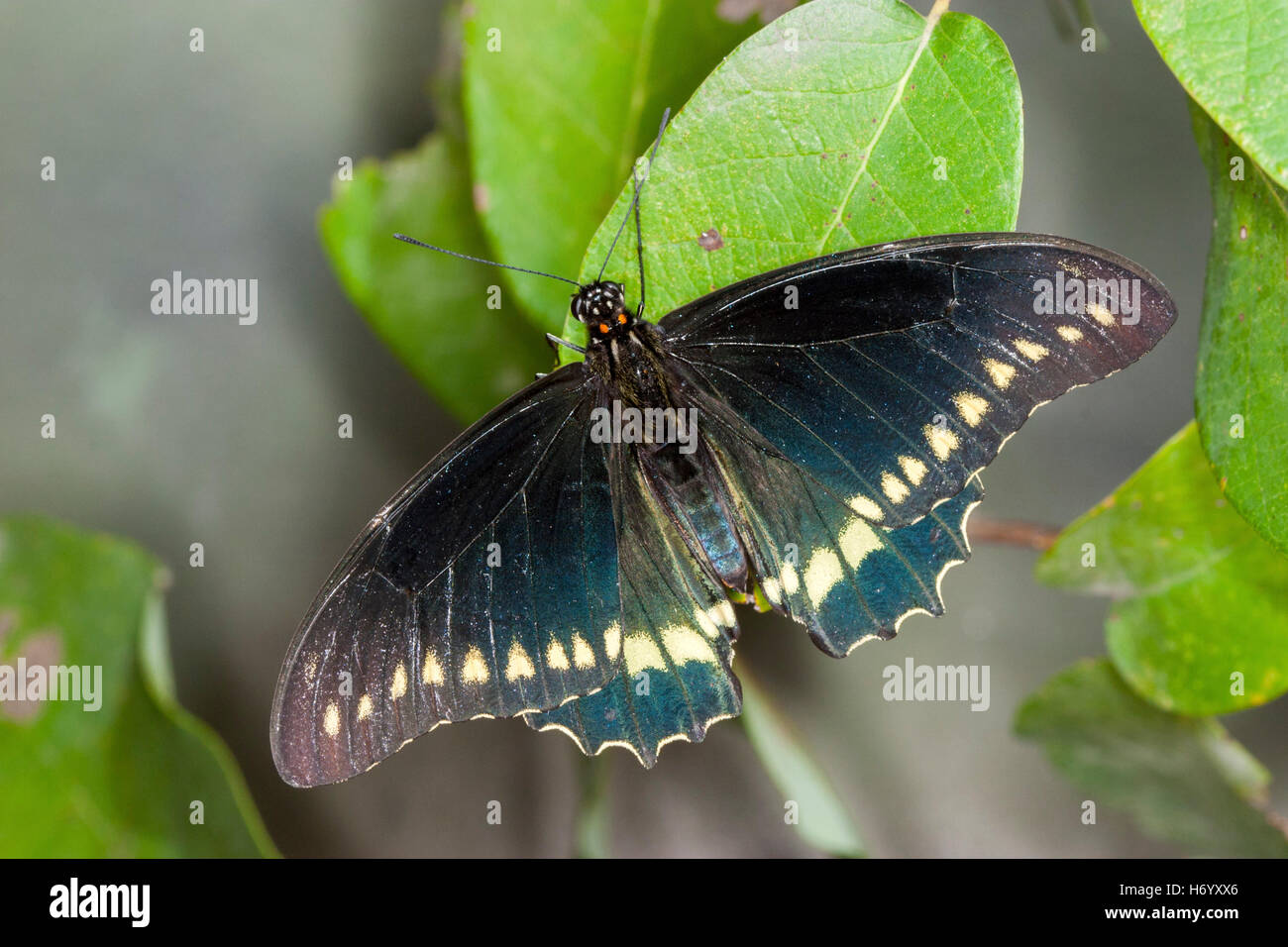 Polydamas Swallowtail Battus polydamas Gomez Farias, Mexico 13 November ...