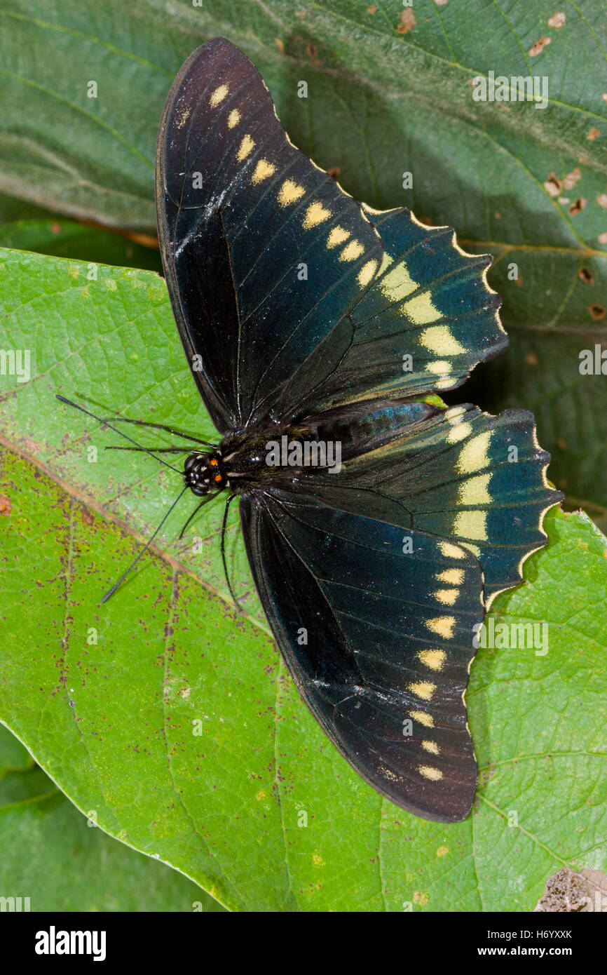 Battus Polydamas High Resolution Stock Photography and Images - Alamy