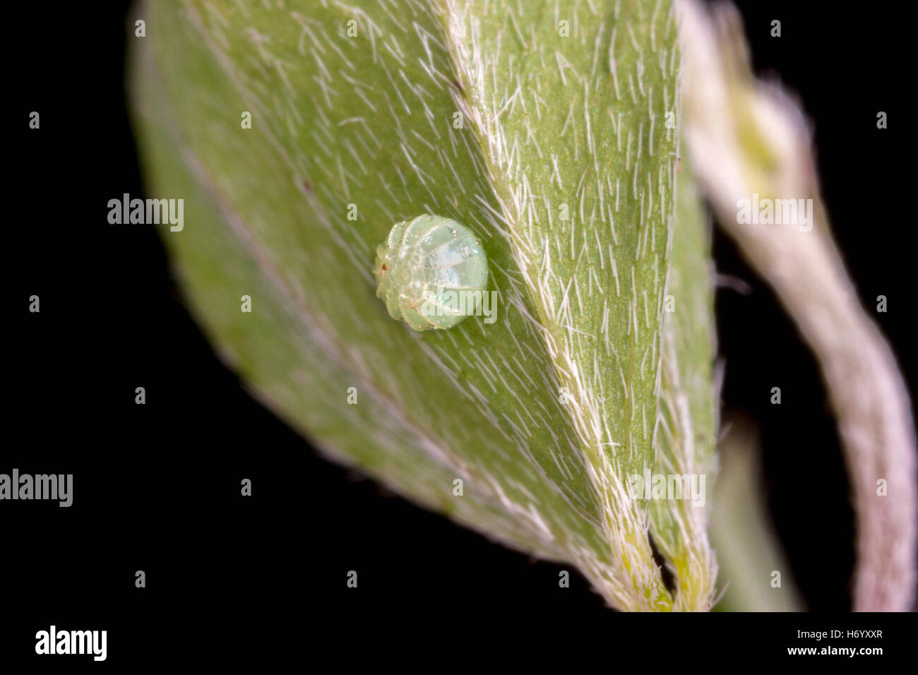 Butterfly ovum High Resolution Stock Photography and Images - Alamy