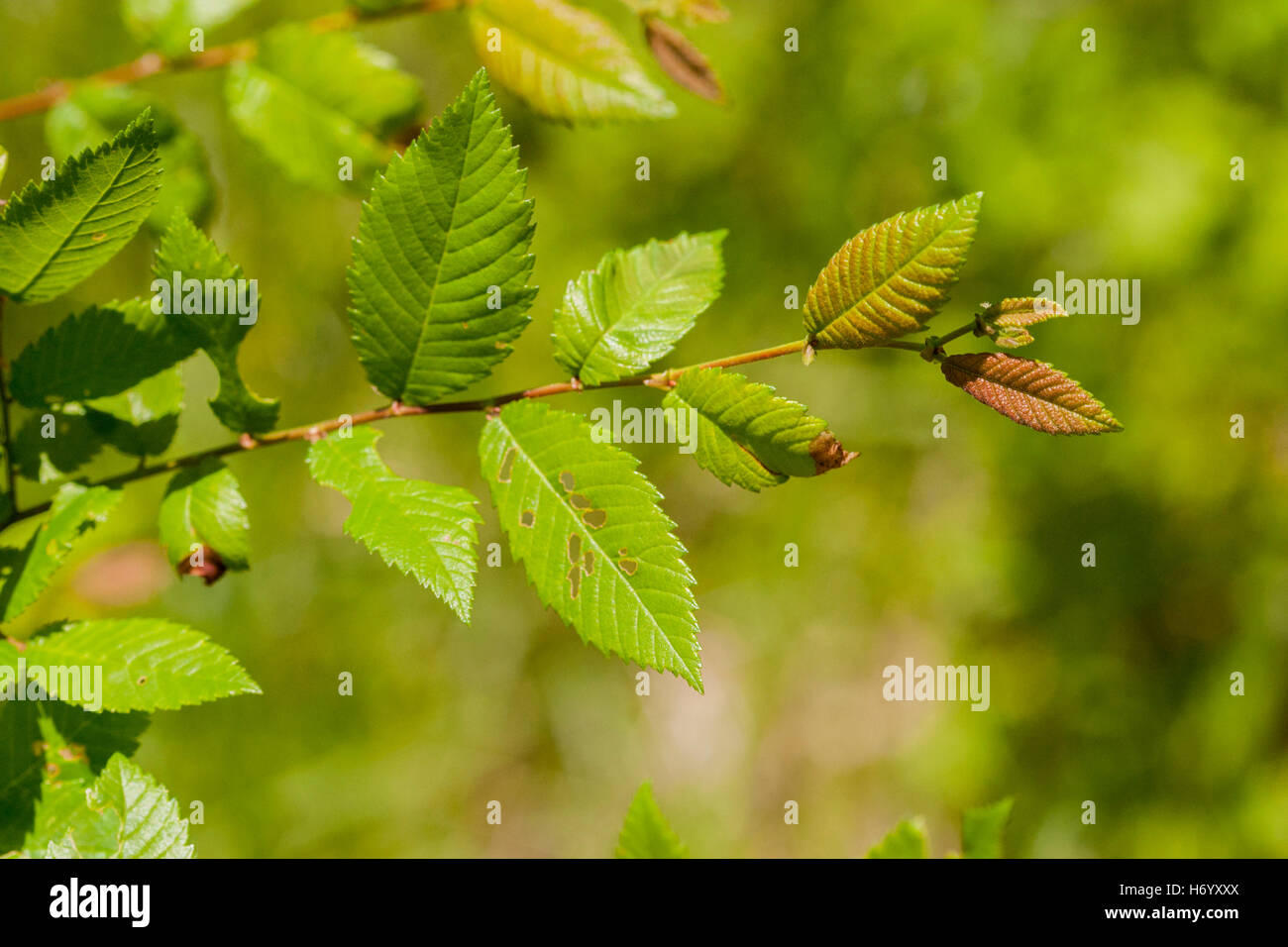 Winged Elm Ulmus alata Roaring River State Park, Barry County, Missouri ...