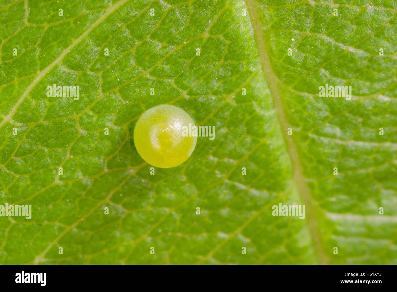 Zebra Swallowtail Eggs For Sale – BSBF