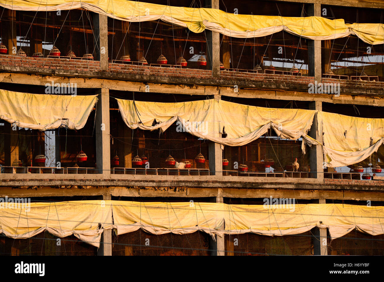 NEPAL, Tandi, poultry farm with 3000 chicken in multi-storey house, was ...