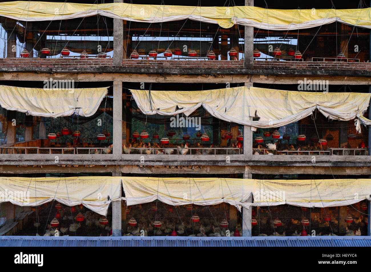 NEPAL, Tandi, poultry farm with 3000 chicken in multi-storey house, was ...