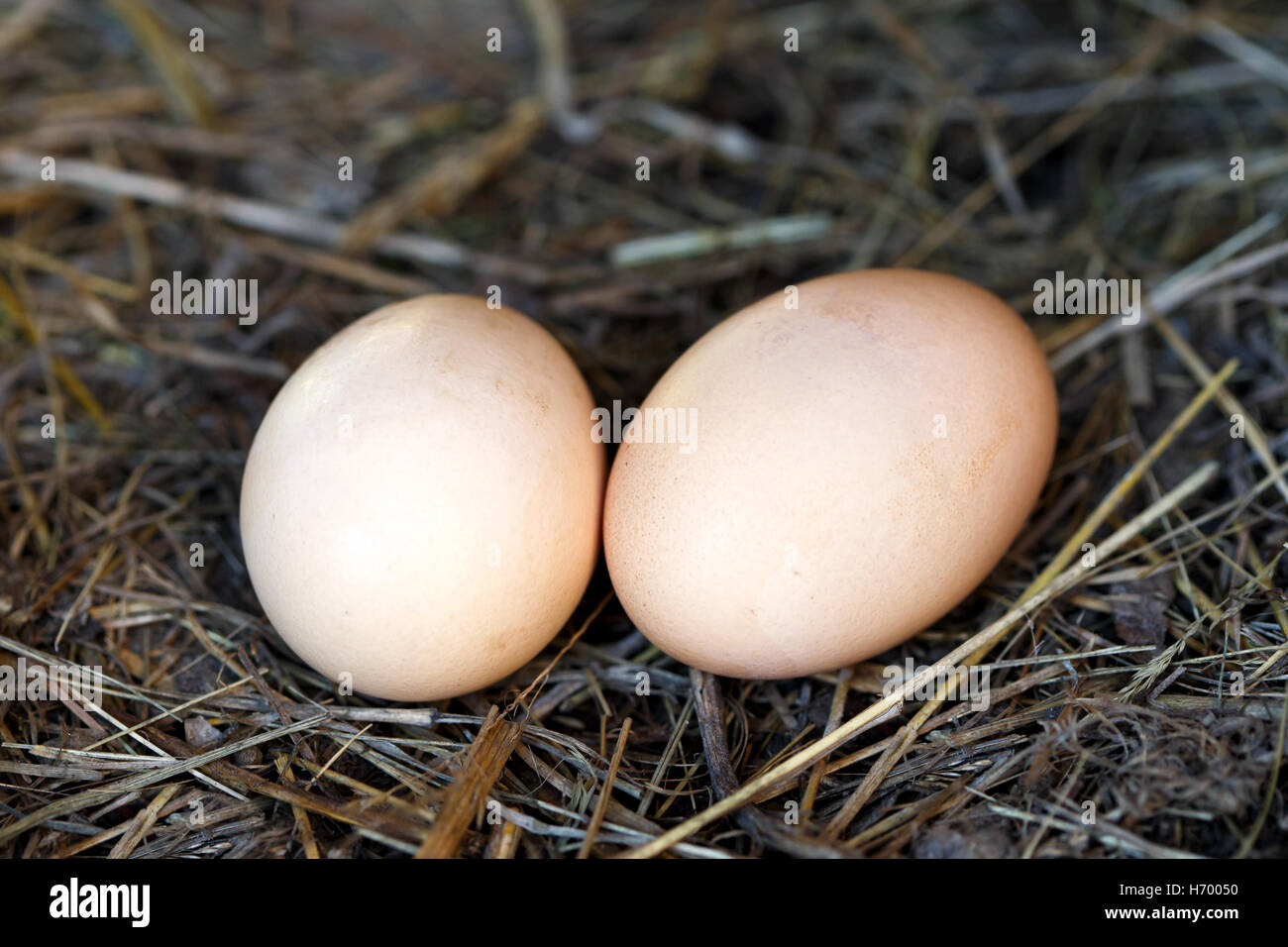 Egg farming hi-res stock photography and images - Alamy