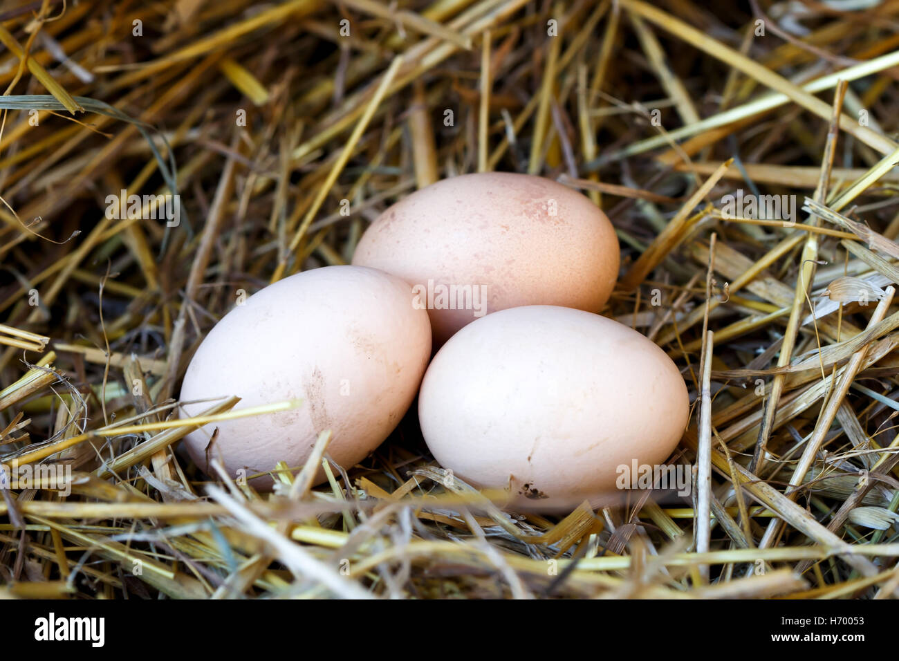 Three freshly laid eggs lying on straw Stock Photo - Alamy