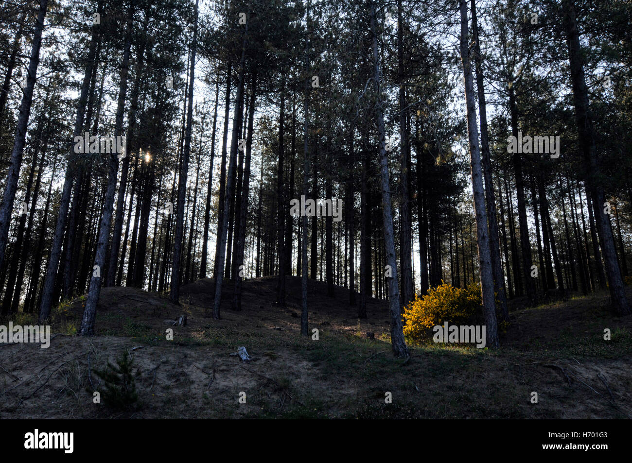 Spot light on bush Stock Photo - Alamy