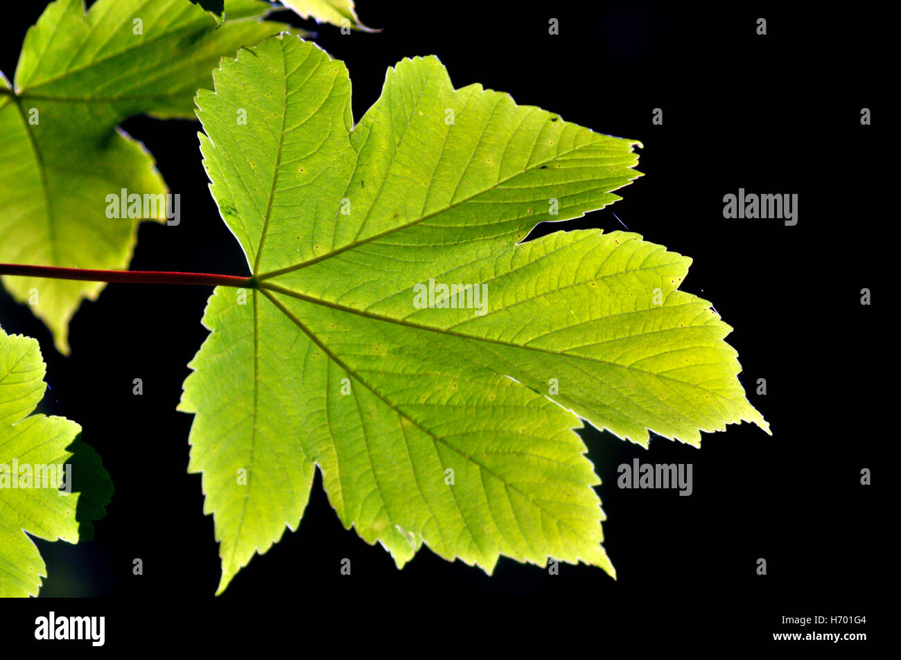 Sycamore species hi-res stock photography and images - Alamy