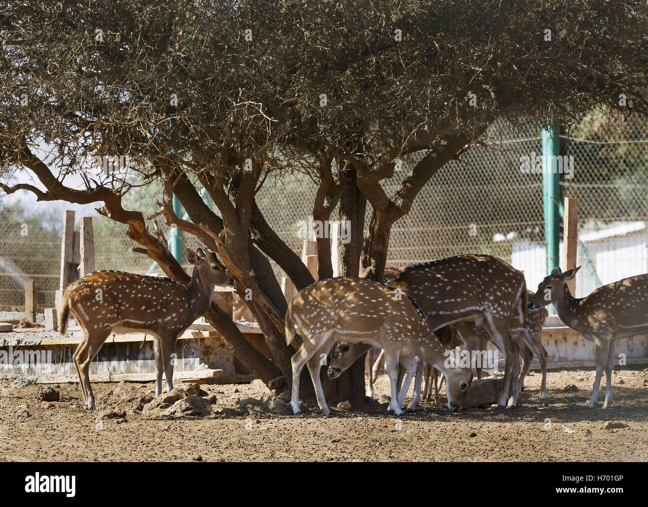 Spotted elk hi-res stock photography and images - Alamy