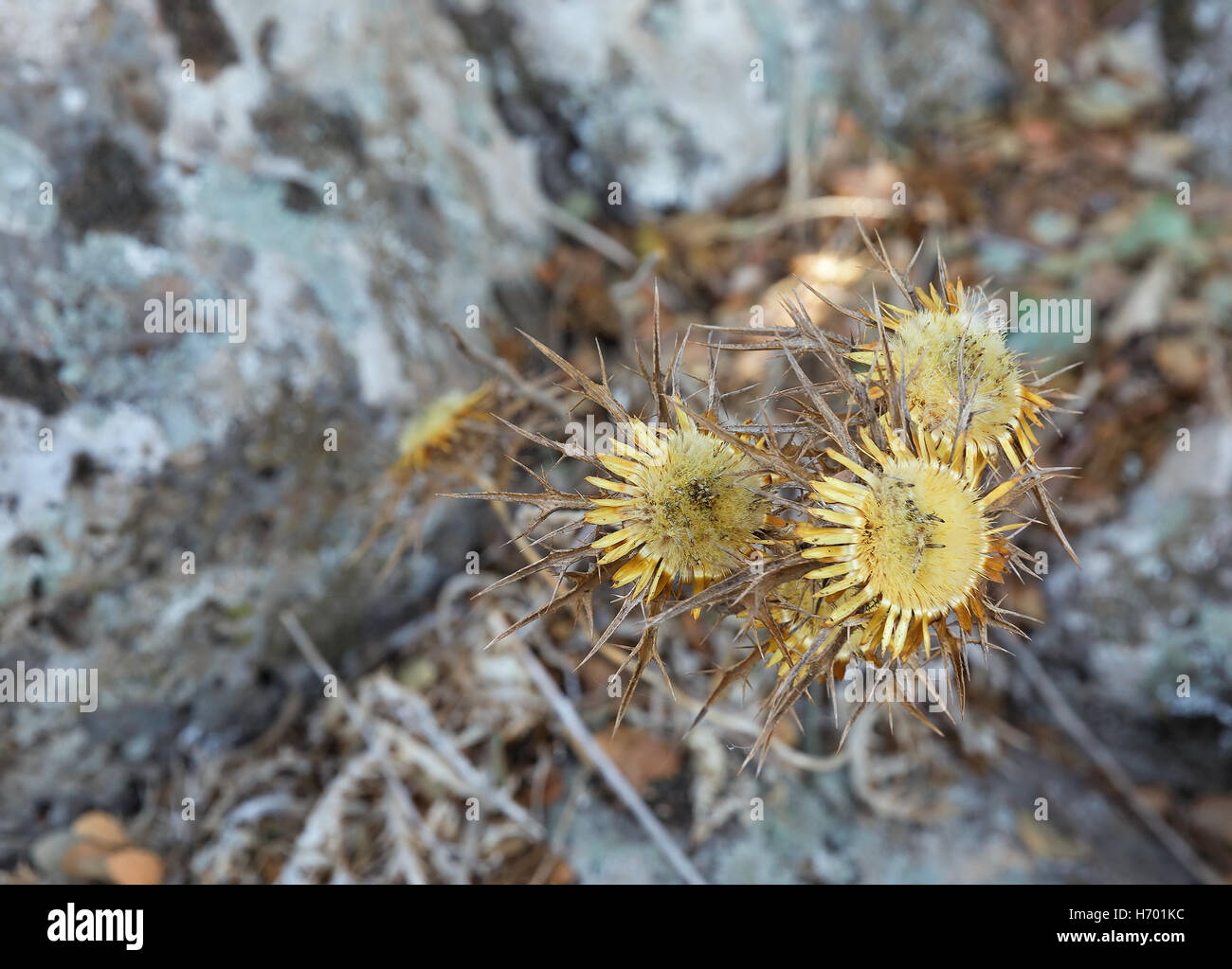 Prickly plant hi-res stock photography and images - Alamy