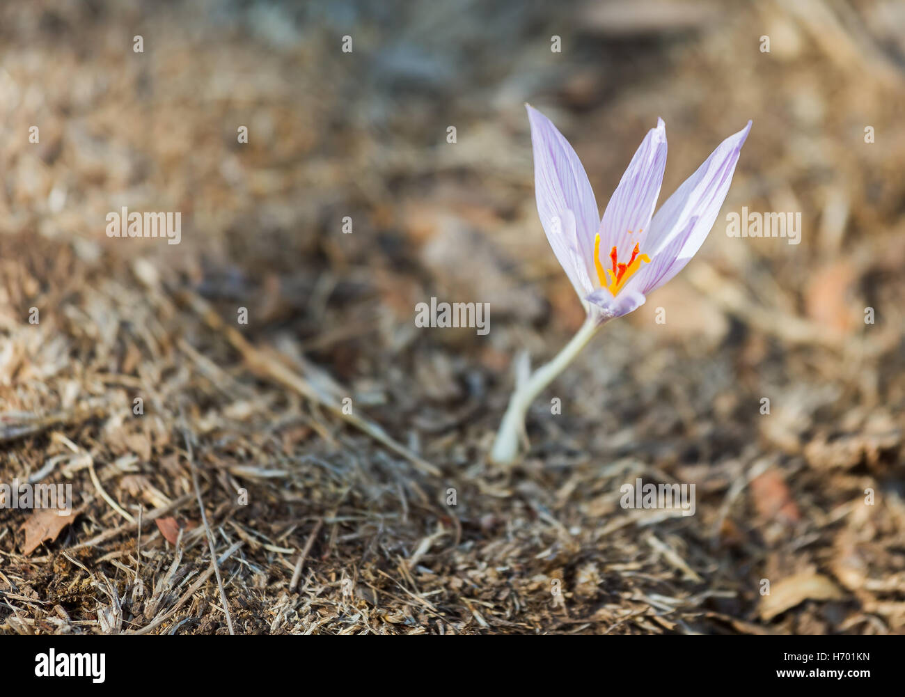 beautiful crocus on background of dry leaves Stock Photo - Alamy