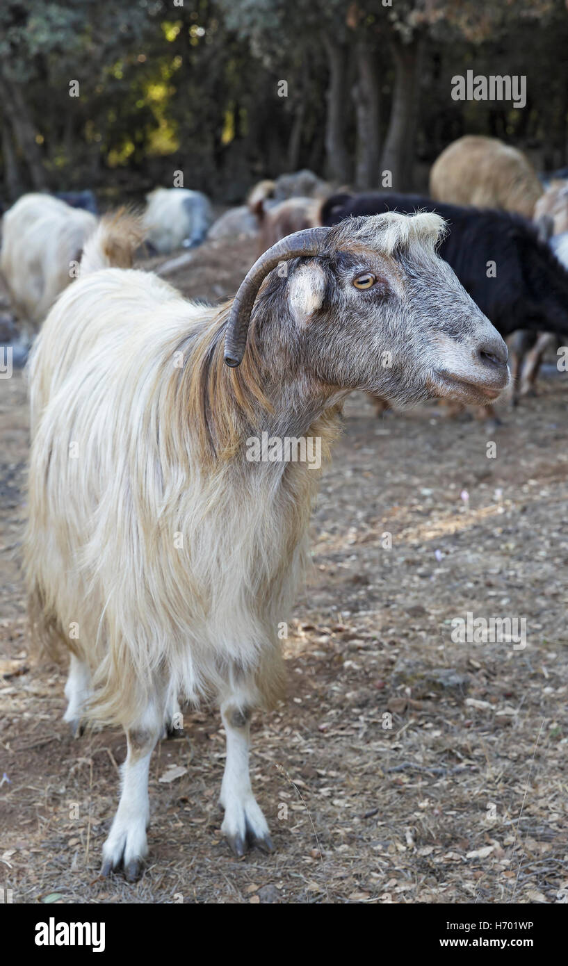 portrait of a beautiful goats in the woods Stock Photo - Alamy
