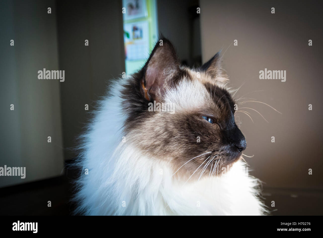 Birman cat profile Stock Photo - Alamy