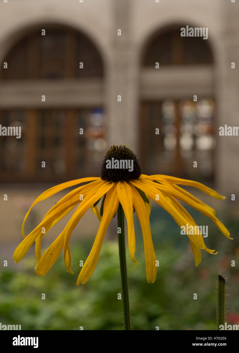 Awesome sun flower hi-res stock photography and images - Alamy