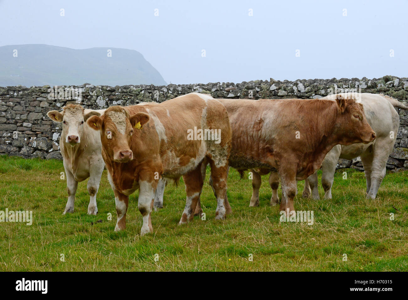 Shetland Cow Stock Photos & Shetland Cow Stock Images - Alamy