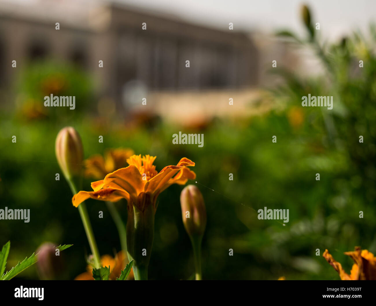 Garden herbage hi-res stock photography and images - Alamy