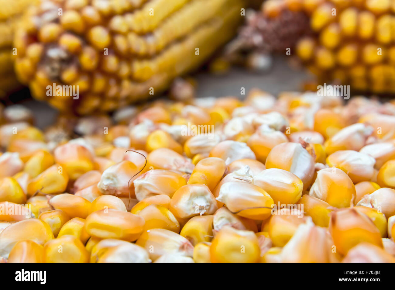 Kernel corn beans. Selective focus Stock Photo - Alamy
