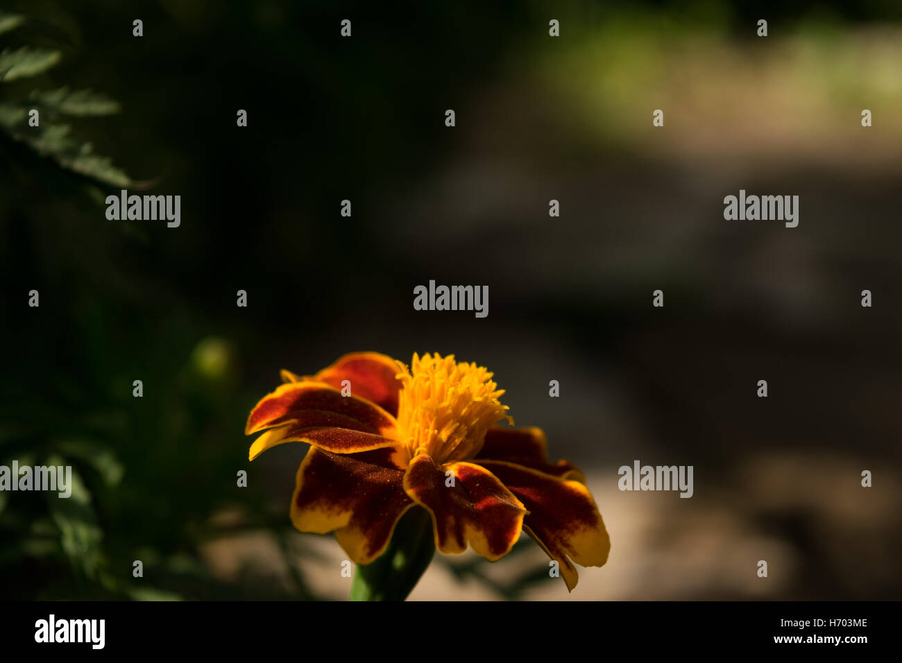 flower in shadow and light Stock Photo - Alamy